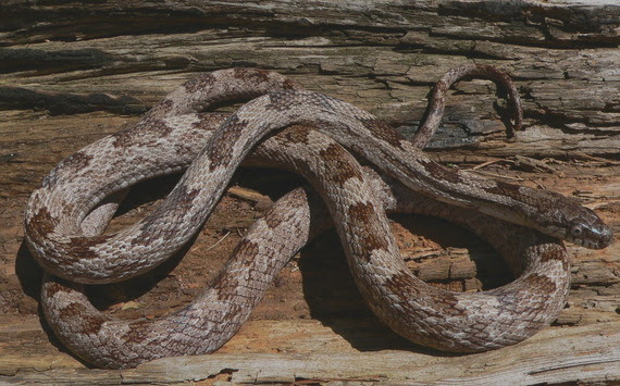 Georgia Department of Natural Resources Shares Snake Advice – Discover Dade